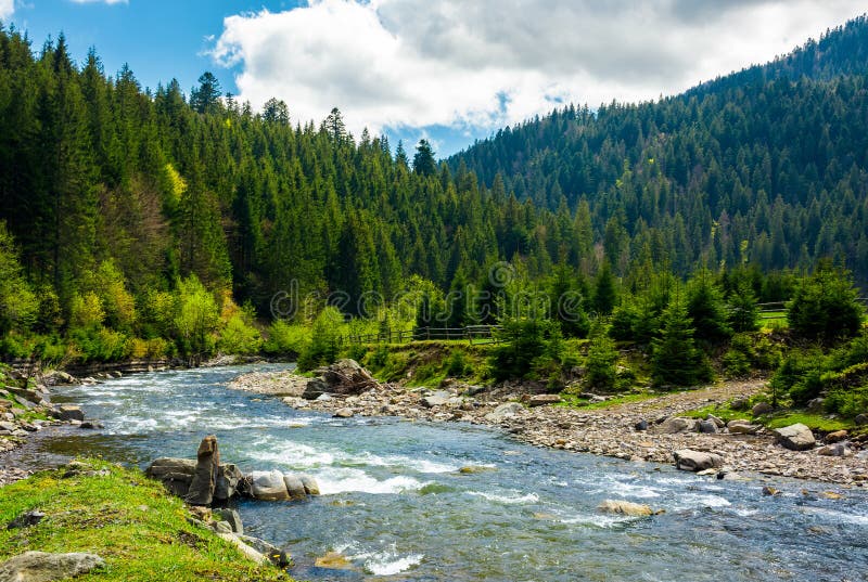 Mountain River among the Spruce Forest Stock Photo - Image of blue ...