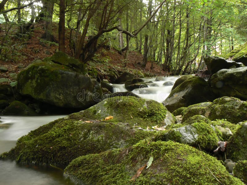 Mountain river stream stock photo. Image of forrest, rapid - 1355358