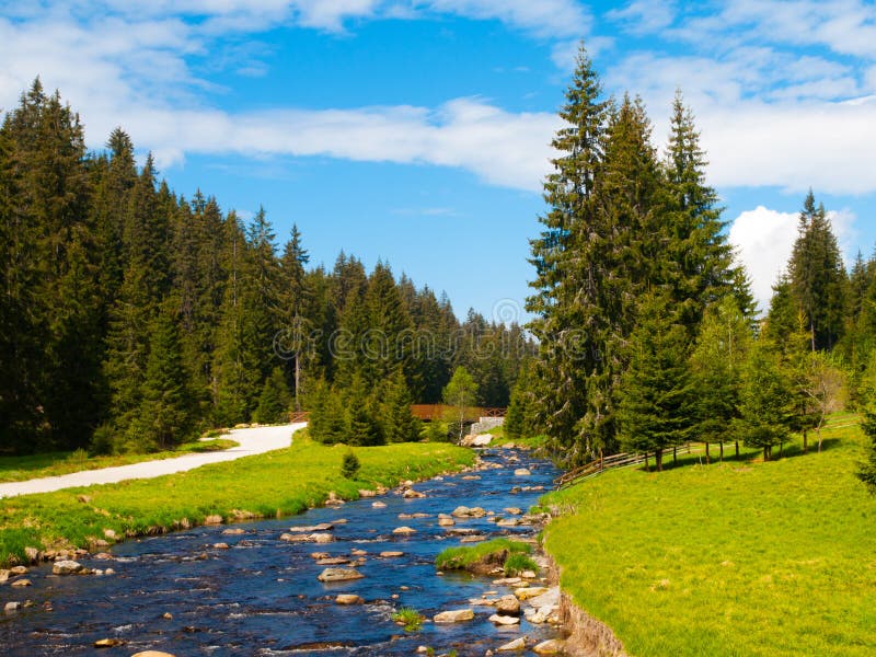 Mountain River on Sunny Day Stock Image - Image of conifer, forest ...