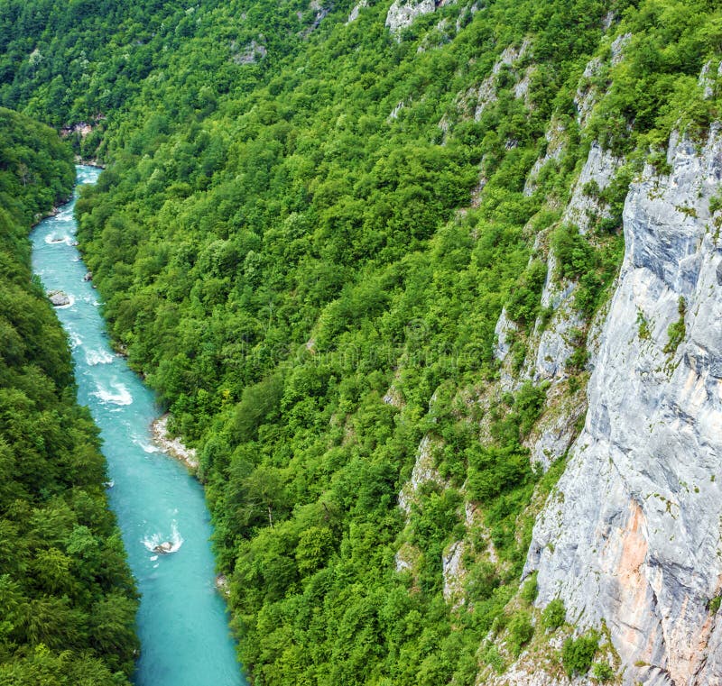 Mountain River Tara and Forest in Montenegro Stock Photo - Image of ...