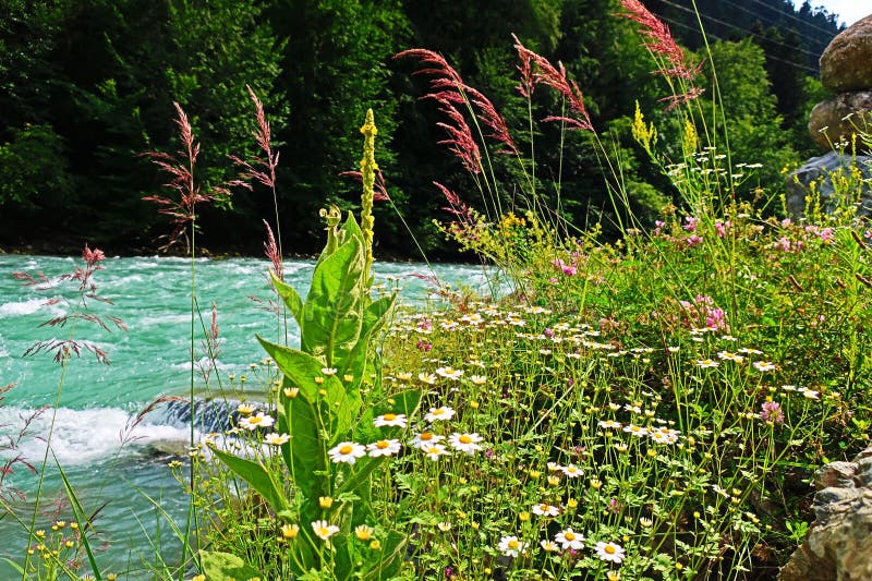 Flowers in the Foreground, Mountain River, Forest Stock Image - Image ...