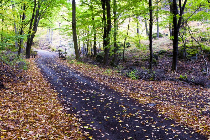 Mountain Road in a Beautiful Autumn Forest. Stock Image - Image of ...