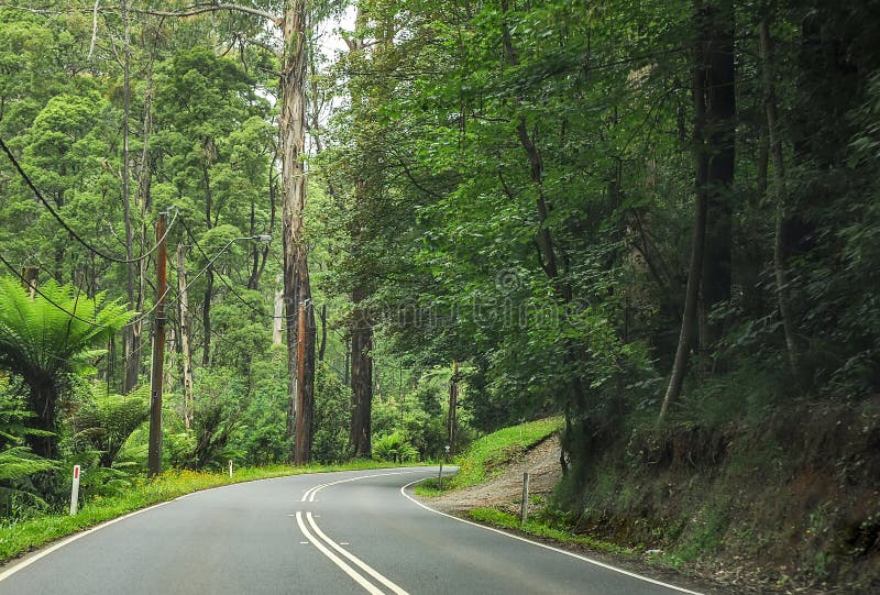 Mountain Road through Dense Forest in Australia. Stock Image - Image of ...