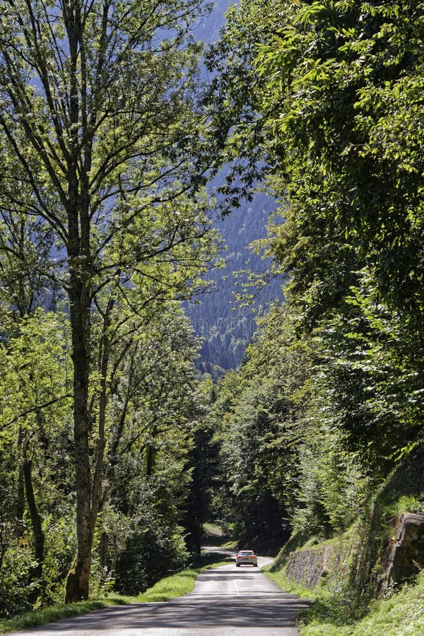 Mountain Road Down through the Forest Stock Image - Image of tree, alps ...