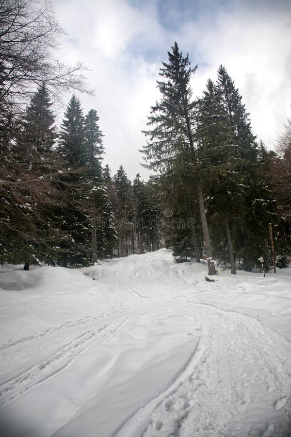 Marked Winter Path in a Forest Stock Photo - Image of trail, walk: 29965058