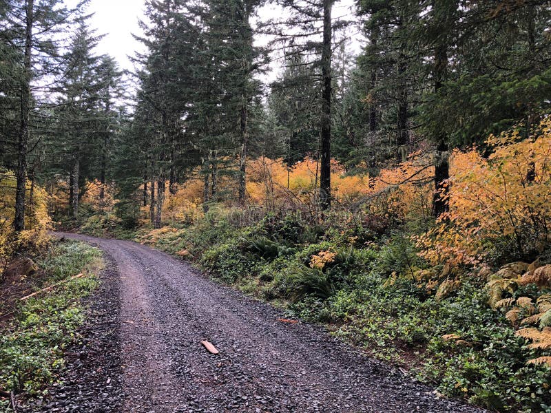Mountain Road in Forest in Fall Stock Photo - Image of colors, leaves ...