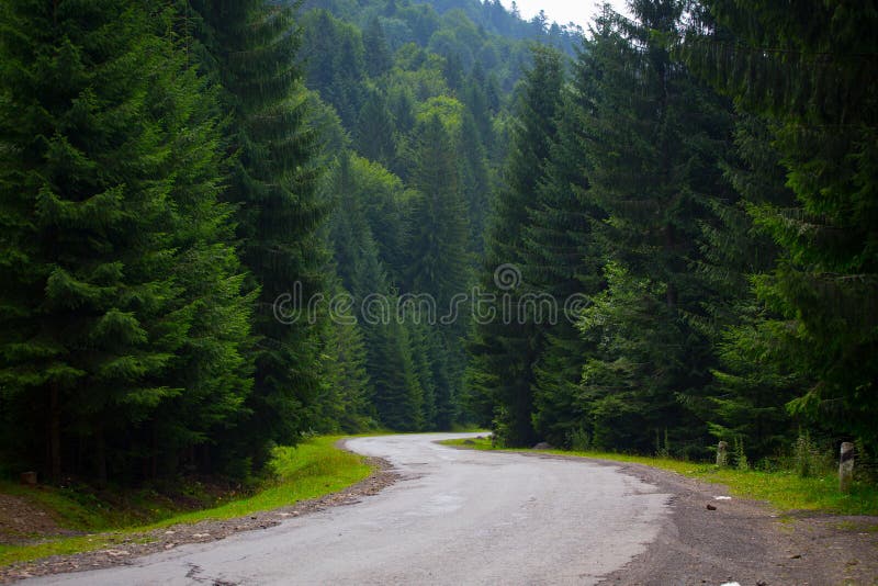 Mountain Road through the Forest Stock Photo - Image of spruce, forest ...