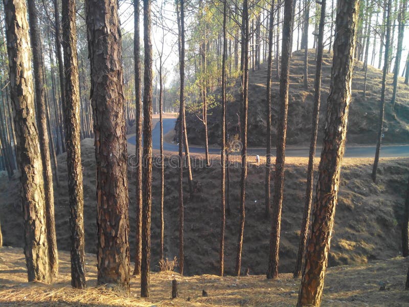 Cheed Trees Stock Photos - Free & Royalty-Free Stock Photos from Dreamstime