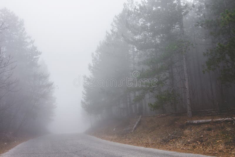 Pine Tree Woods with Mist stock photo. Image of evening - 107427514