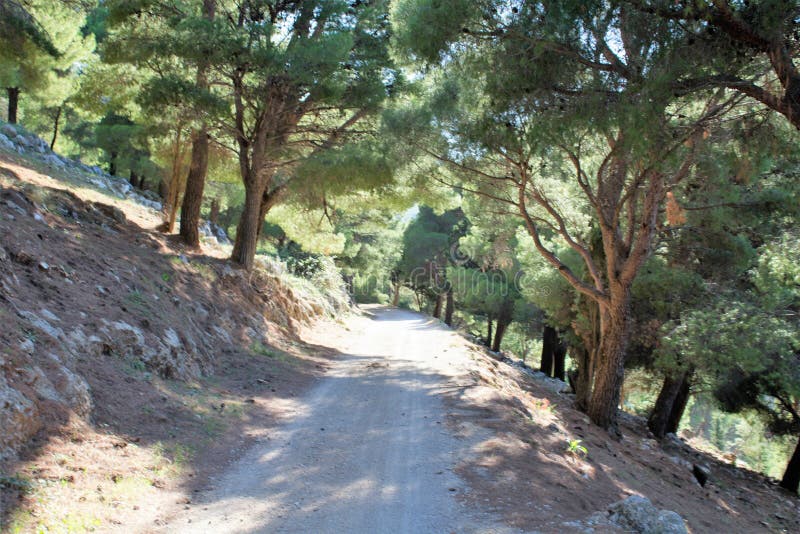 Mountain Road with Trees on the Sides Stock Photo - Image of sides ...