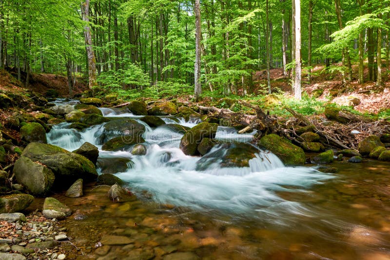 Mountain, Pure Rocky River in a Green, Summer Forest Stock Image ...