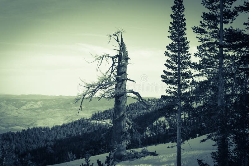 Old pine stock image. Image of nature, harbor, lift - 105034305