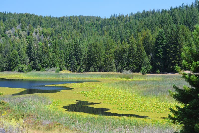 Mountain Run-off Creates a Valley of Wetland. Stock Image - Image of ...