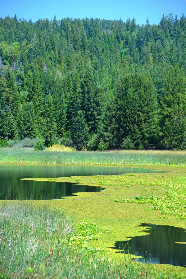 Mountain Run-off Creates a Valley of Wetland. Stock Photo - Image of ...