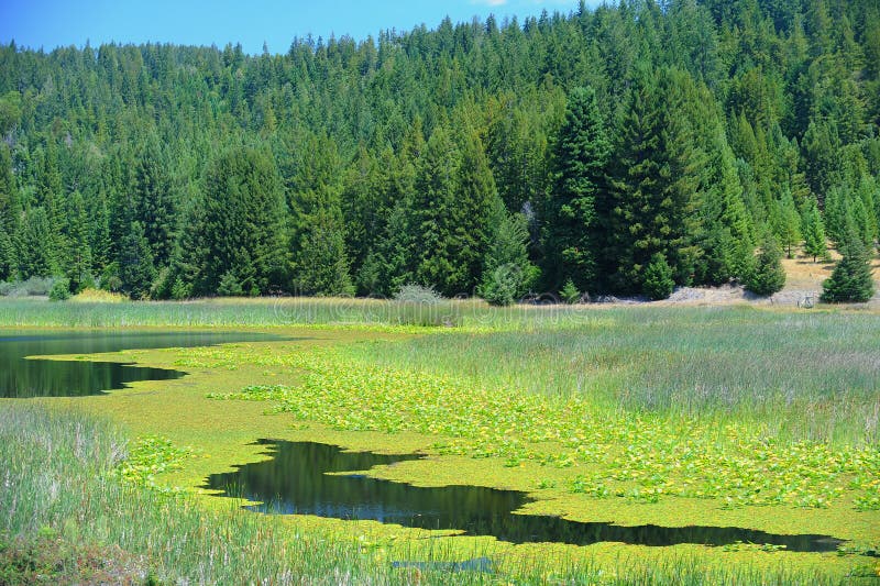 Mountain Run-off Creates a Valley of Wetland. Stock Image - Image of ...