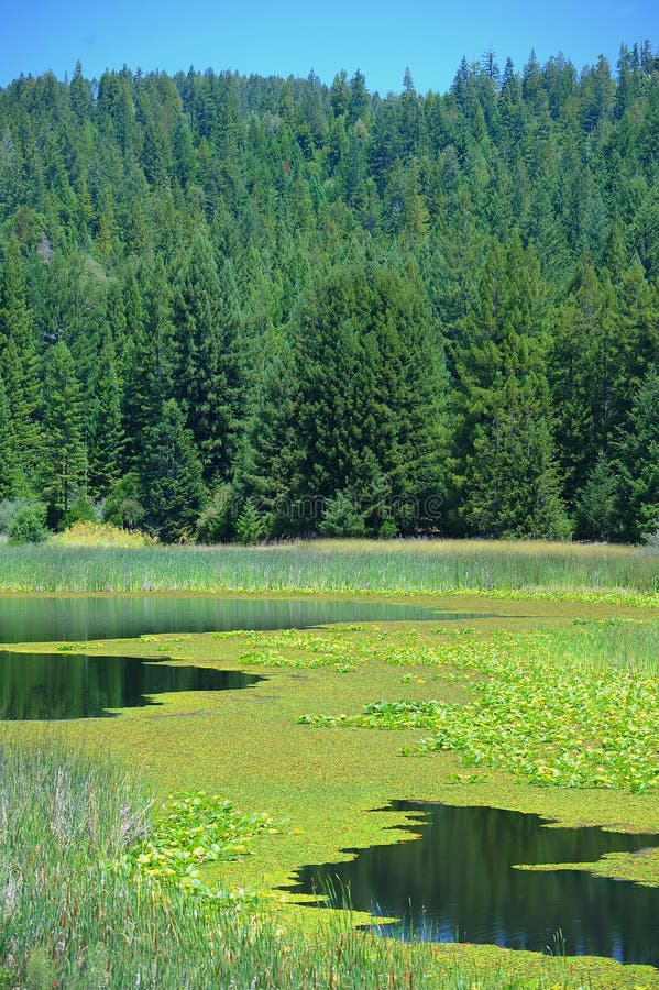 Mountain Run-off Creates a Valley of Wetland. Stock Photo - Image of ...