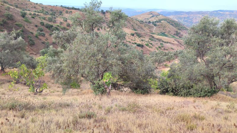 Mountain Rural Landscape, Olive Trees in a Mountain Village in ...