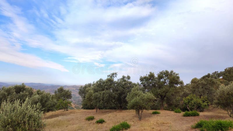 Mountain Rural Landscape, Olive Trees in a Mountain Village in ...