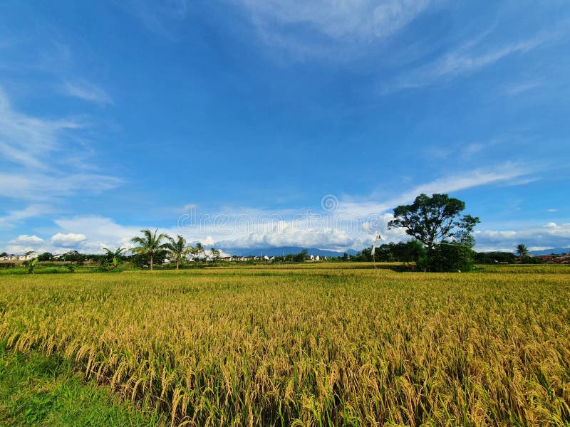 Mountain Salak and Green Rice Stock Photo - Image of horizon, mountain ...