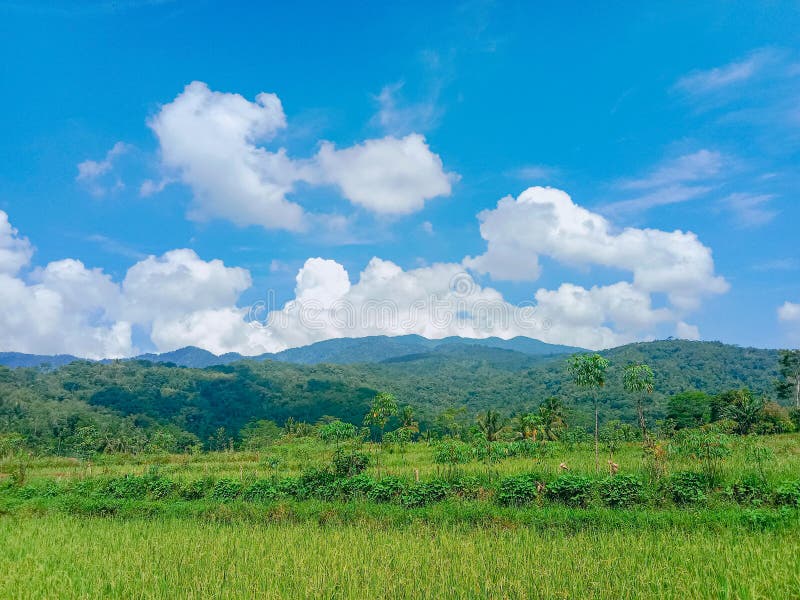 Sawal Indonesia Stock Photos - Free & Royalty-Free Stock Photos from ...