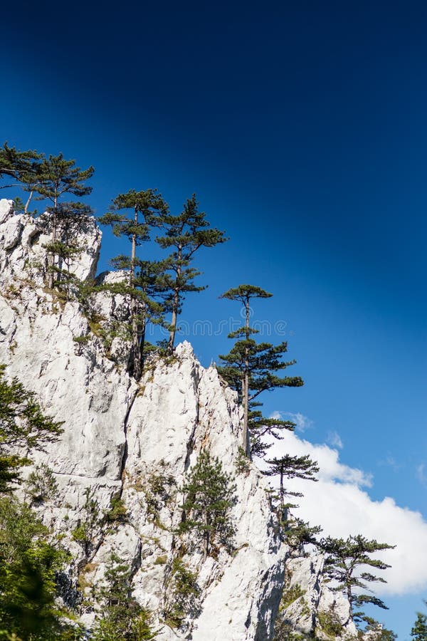 Mountain Scenery with Black Pine Trees Stock Image - Image of peak ...