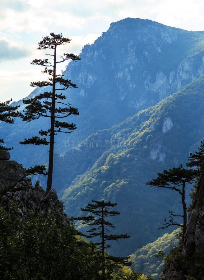 Mountain Scenery with Black Pine Trees Stock Image - Image of highest ...