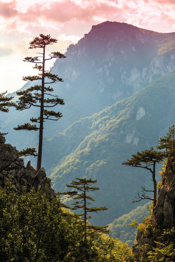Mountain Scenery with Black Pine Trees Stock Image - Image of nigra ...