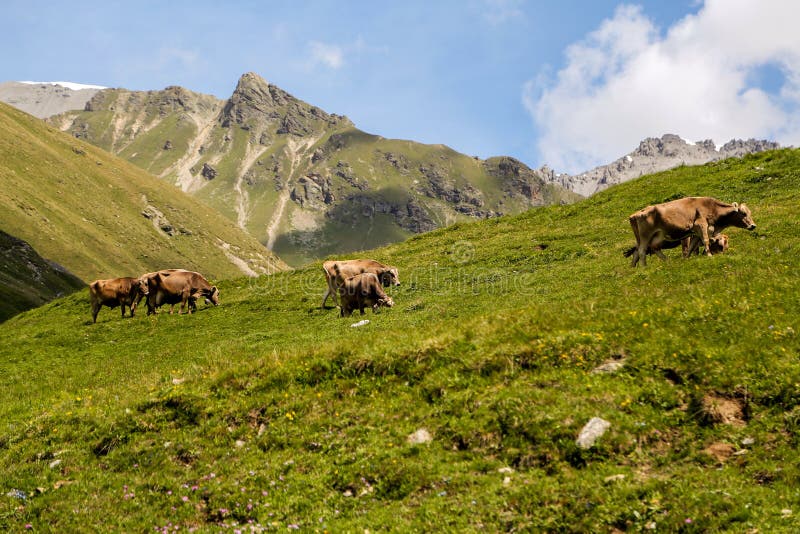 Mountain stock photo. Image of cows, mountains, environment - 35414338
