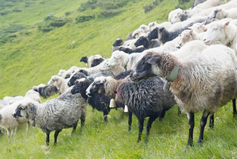 Sheeps of the Ukrainian Carpathians. Sheep Grazing at the Mountains ...
