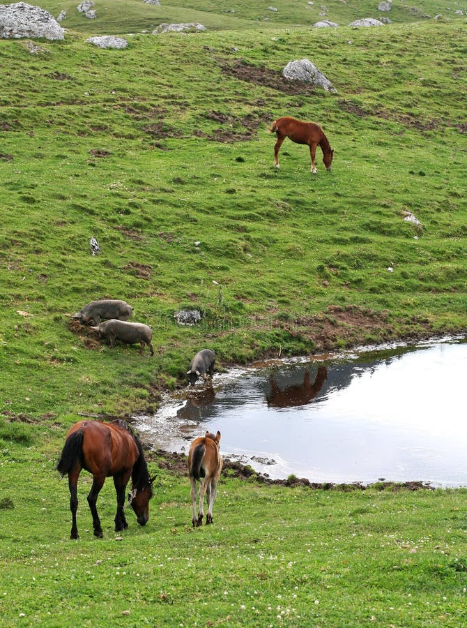 Mountain Serene Scene with Farm Animals Stock Image - Image of farm ...