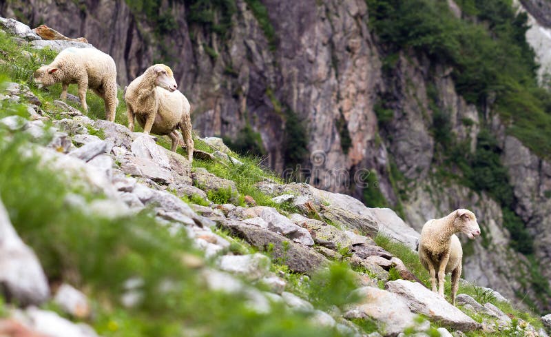 Mountain sheep stock photo. Image of environment, natural - 26668998