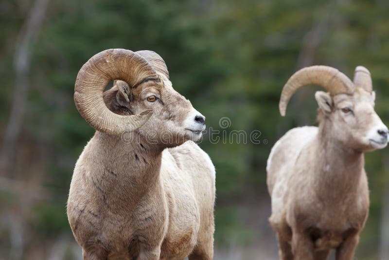 Mountain Sheep Ram Profile stock image. Image of brown - 111142539