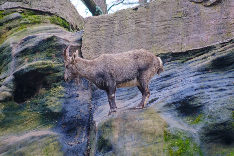 Mountain Sheep on a Rock in the Wild Stock Image - Image of fauna, park ...