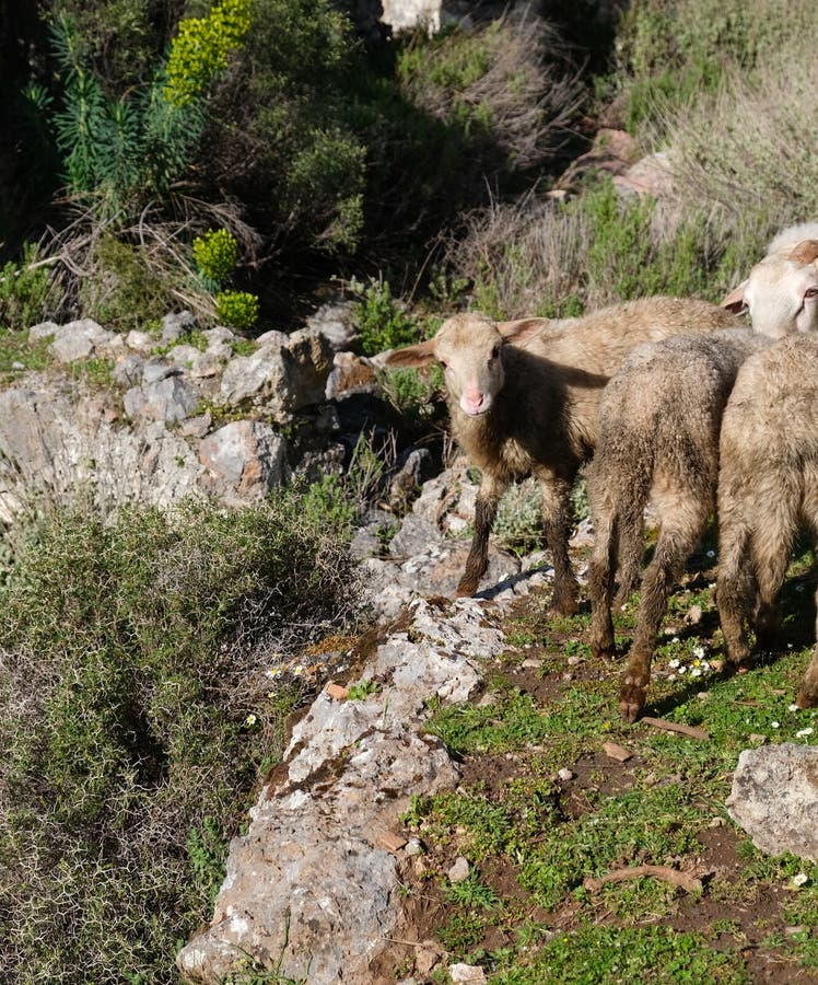 Mountain Sheep on the Trail Stock Photo - Image of alpine, horned ...
