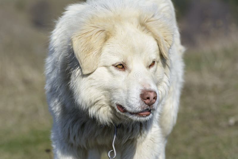 Mountain shepherd dog stock image. Image of adorable - 57183889