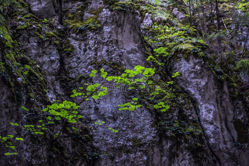 Mountain Side stock image. Image of mountains, wild, nature - 79398431