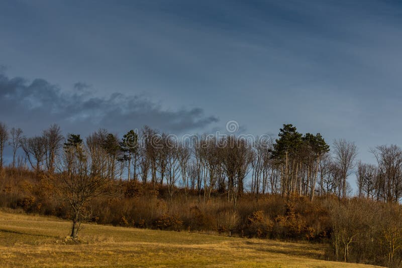 Mountain and Single High Trees in the Spring Stock Image - Image of ...