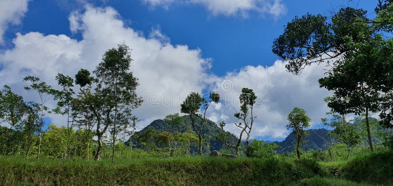 Mountain Sky Trees Jungle Clouds Clear Sky Blue Sky Grass Stock Photo ...