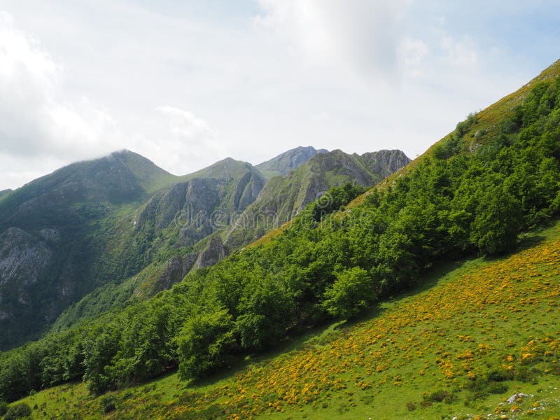 Mountain Slope Covered by a Forest Stock Photo - Image of nature, land ...