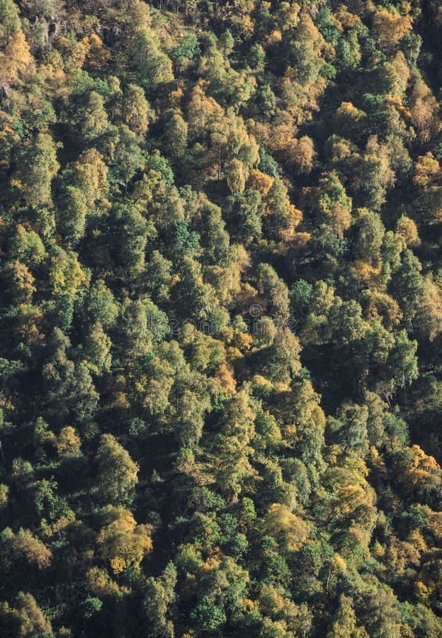 Mountain Slope from a Forest of Deciduous Trees in Autumn of Different ...