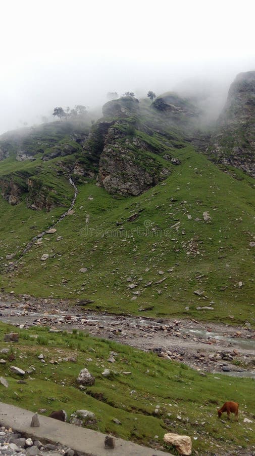 Mountain Slope with Grass and Cow Stock Image - Image of pradesh ...