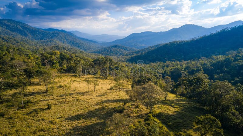 Mountain Slopes Reforested with Native Trees Stock Image - Image of ...