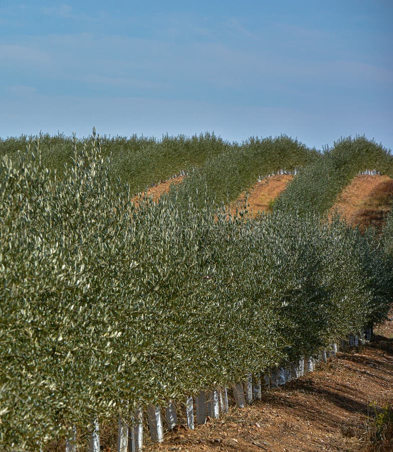 Mountain of Small Olive Trees Shaped Like a Wave, a First Prize for ...
