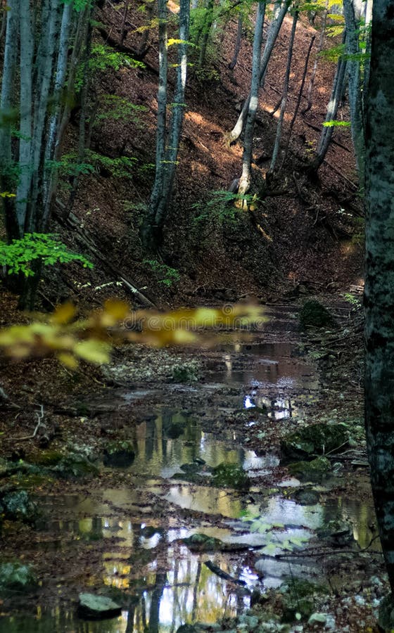 Mountain Small River in Forest with Rapids and Waterfalls. a Forest ...