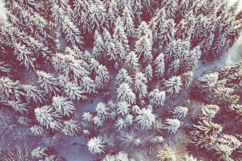 Mountain Snow Covered Pine Forest, Top Down Aerial View. Winter ...