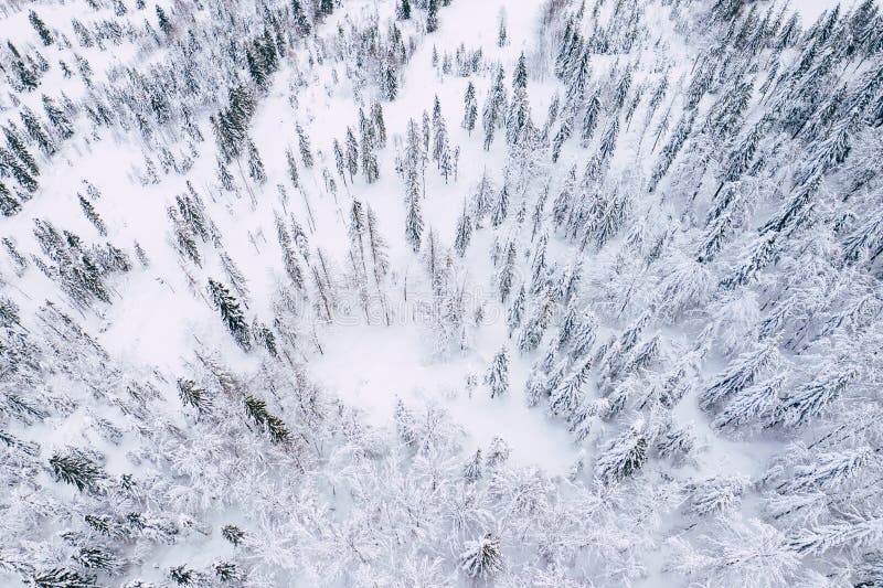 Mountain Snow Covered Pine Forest, Top Down Aerial View. Winter ...