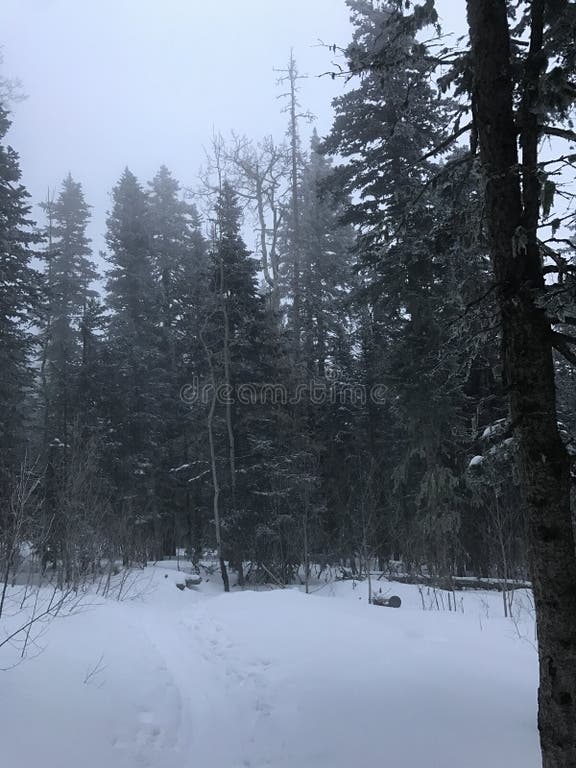 Mountain snow stock image. Image of snow, tree, sandia - 93306587