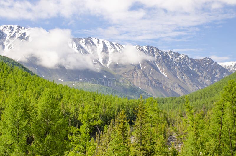 The Mountain with Snow Top among a Taiga Mountain Altai Siberia Stock ...
