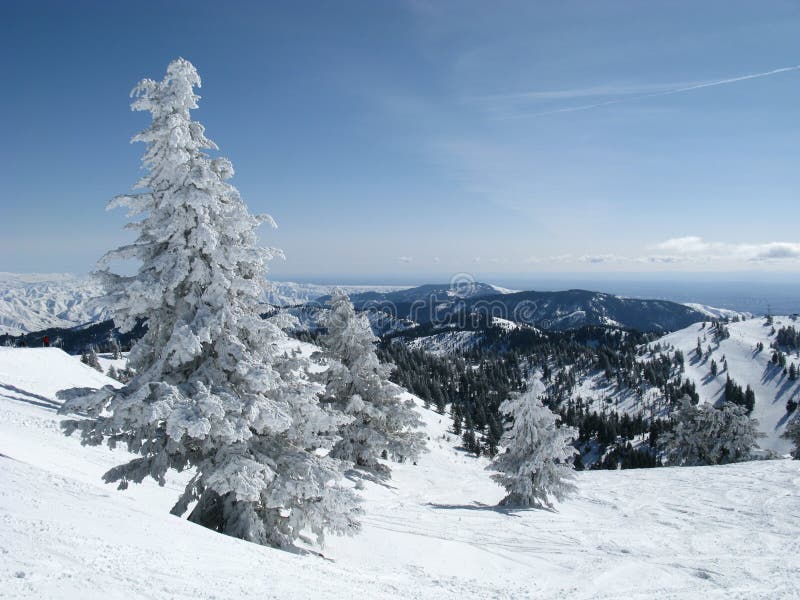 Perfect Winter Forest Scenery Stock Photo - Image of foliage ...