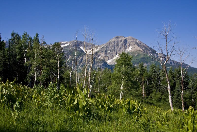 Mountain Spring stock photo. Image of peaceful, background - 5763226